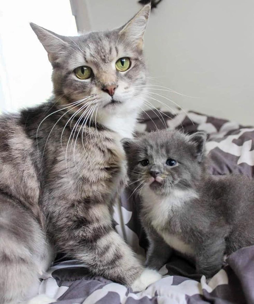 Cat and Her One Kitten Pull Through Together with Help from Many, She ...