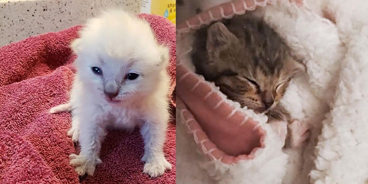 Kittens Both Rescued After Storms in Unique Ways Find Their Path to ...