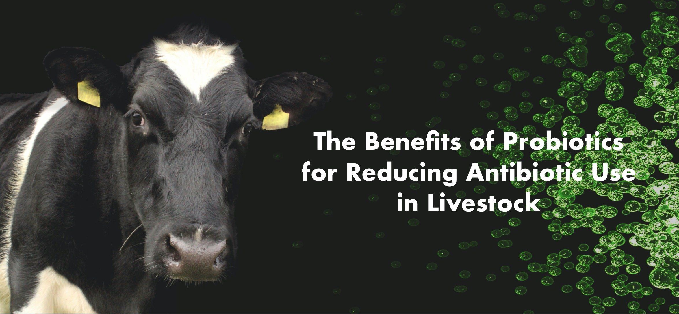 The Benefits of Probiotics for Reducing Antibiotic Use in Livestock