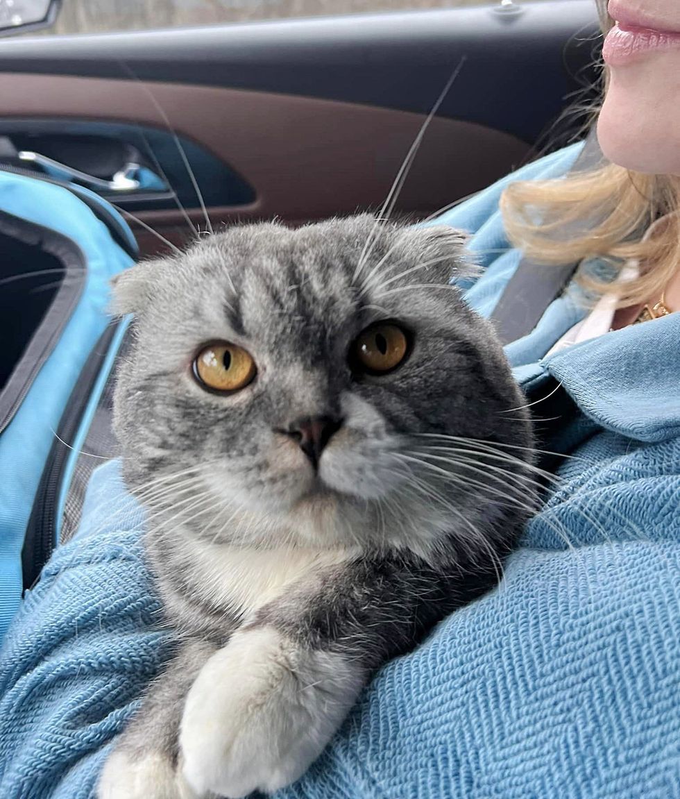 Cat Walks Around the Street Asking for Help, and Later Travels Across ...