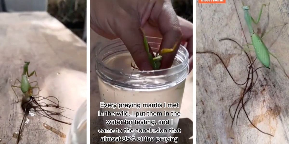 Video shows horsehair worm leaving praying mantis - Upworthy