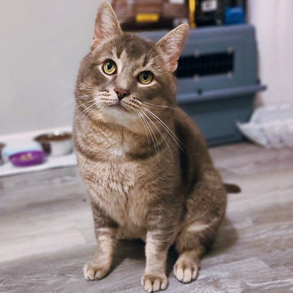 Cat Arrived at Shelter 4 Months Ago, Charms People with His Good Looks ...