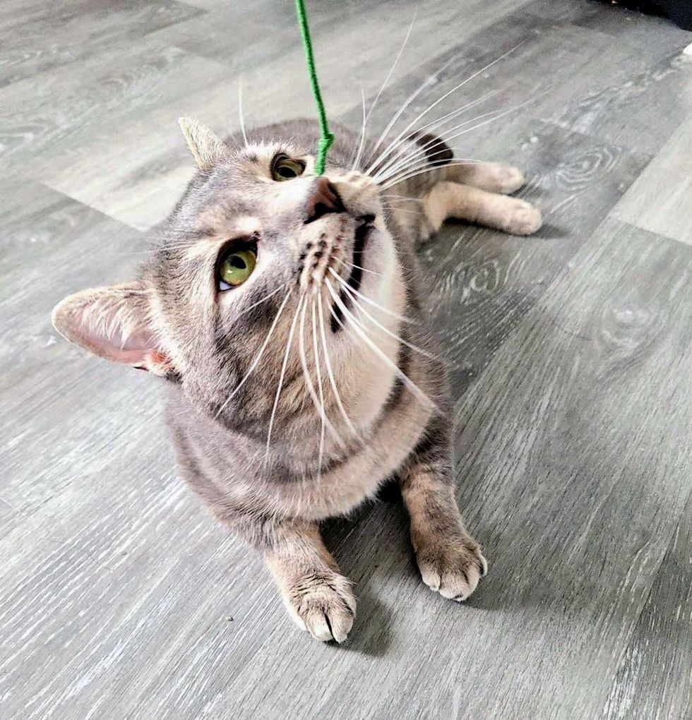 Cat Arrived at Shelter 4 Months Ago, Charms People with His Good Looks ...