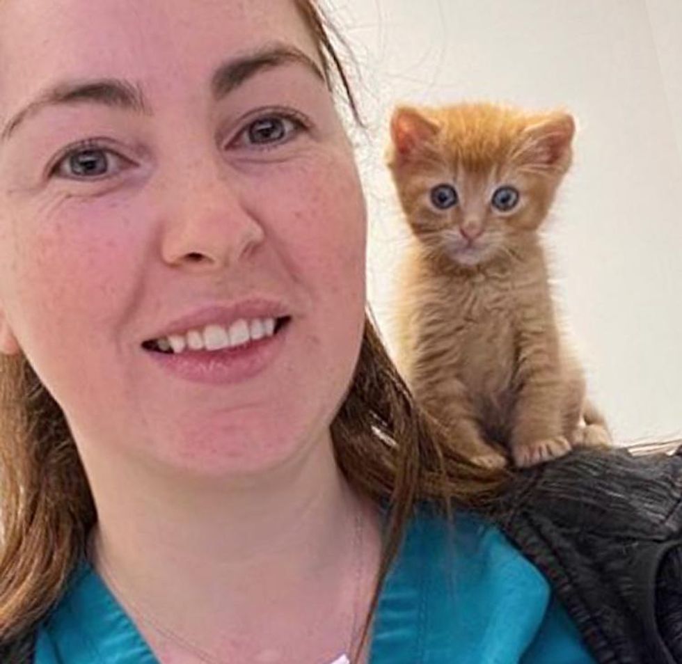Kitten Comes to Vet Clinic for Help and Ends Up Running the Place like ...