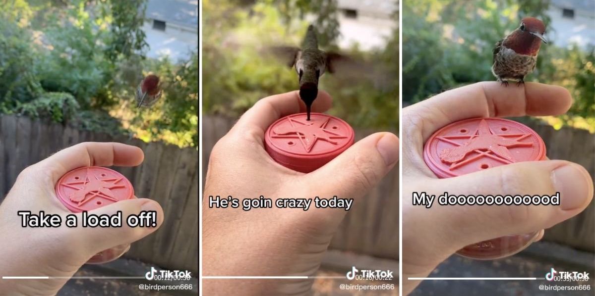 Hector the hummingbird eats from human friend's hand - Upworthy