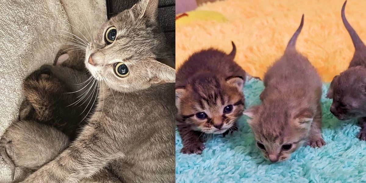 Cat with 4 Mouths to Feed Now Has a Comfy Place for Her Kittens, She ...