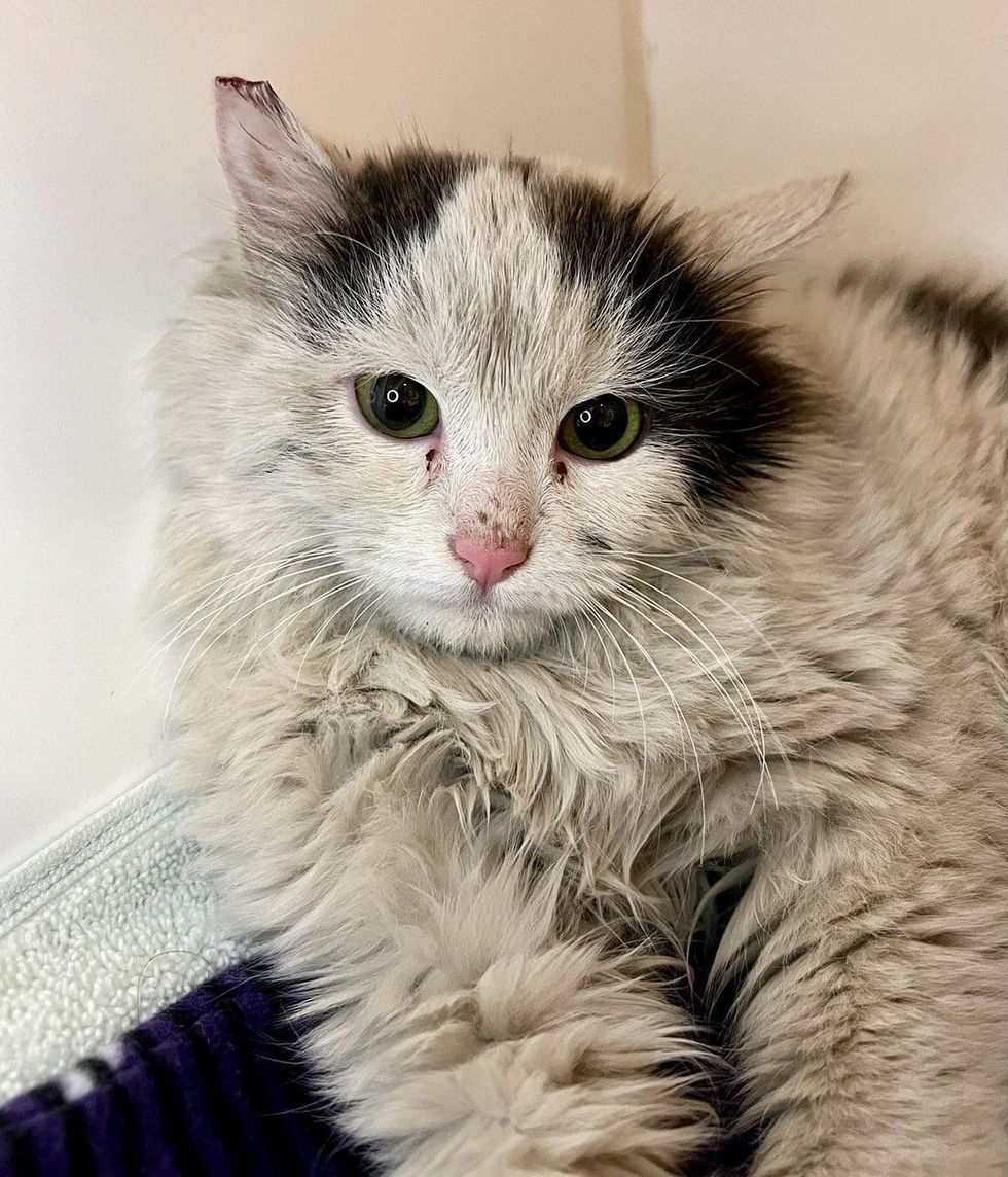 Kitten Arrived Scruffy Avoiding Everyone, Blooms into a Heart Melter ...