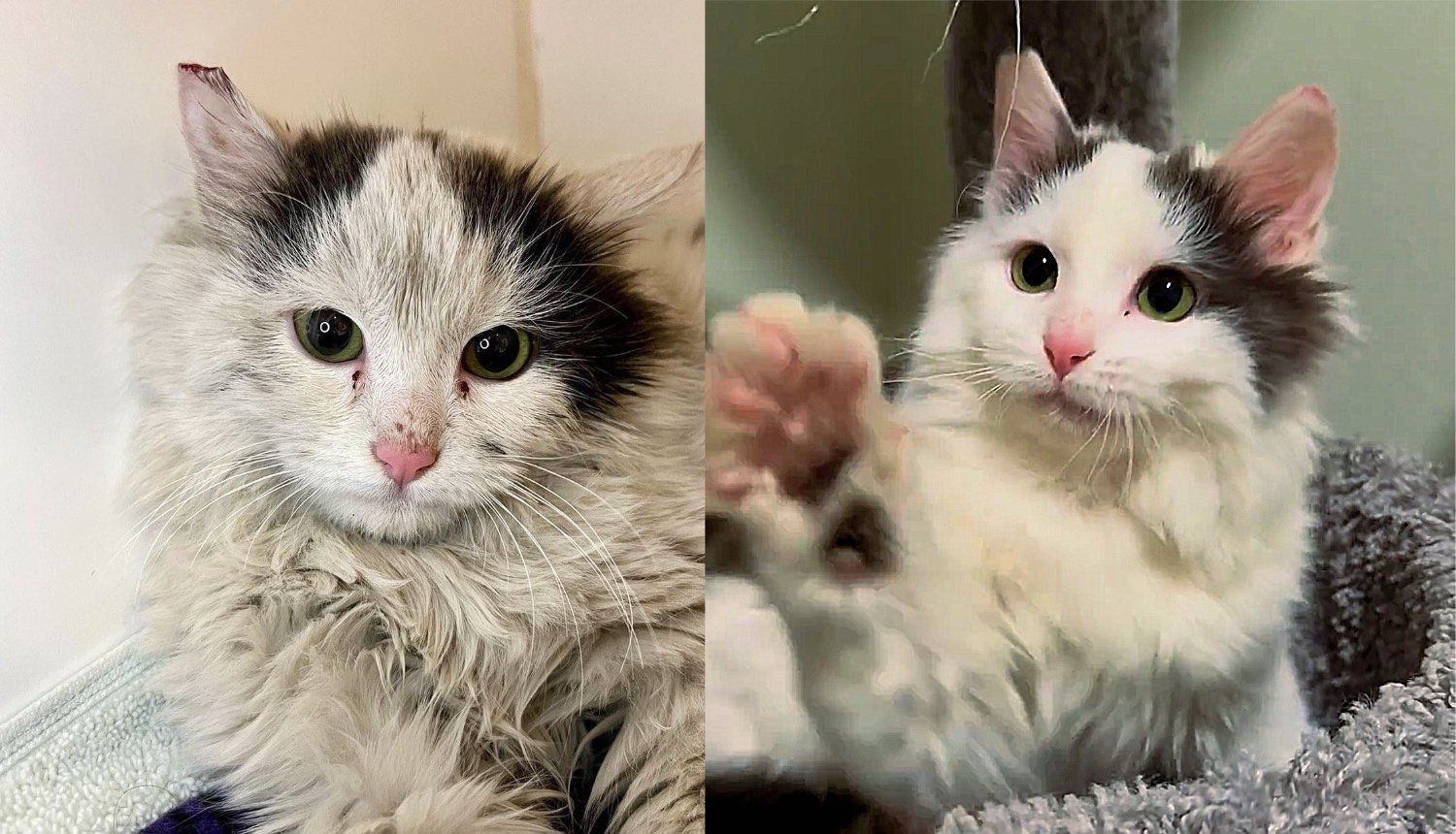 Kitten Arrived Scruffy Avoiding Everyone, Blooms into a Heart Melter ...