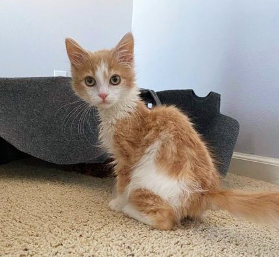 Kitten Was Outside House Seeking Help, Ended Up with a Cat Teaching Him ...