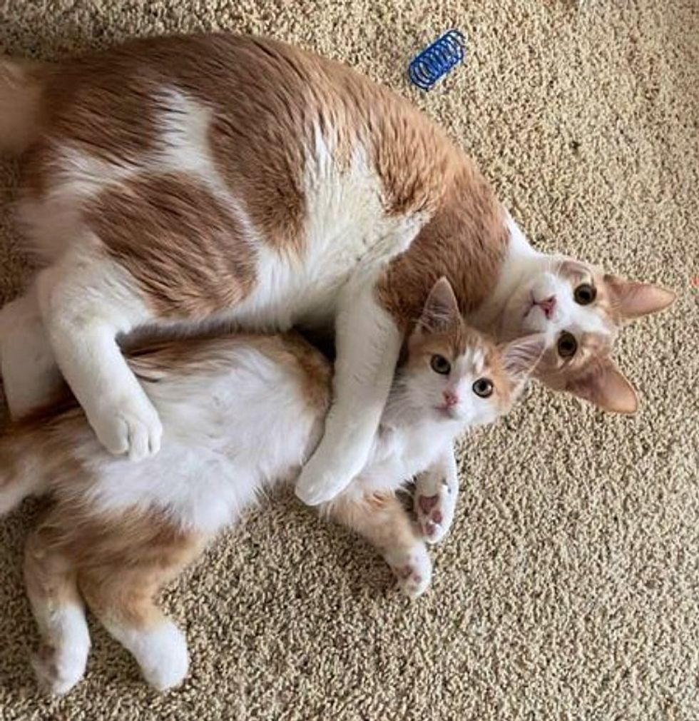 Kitten Was Outside House Seeking Help, Ended Up with a Cat Teaching Him ...