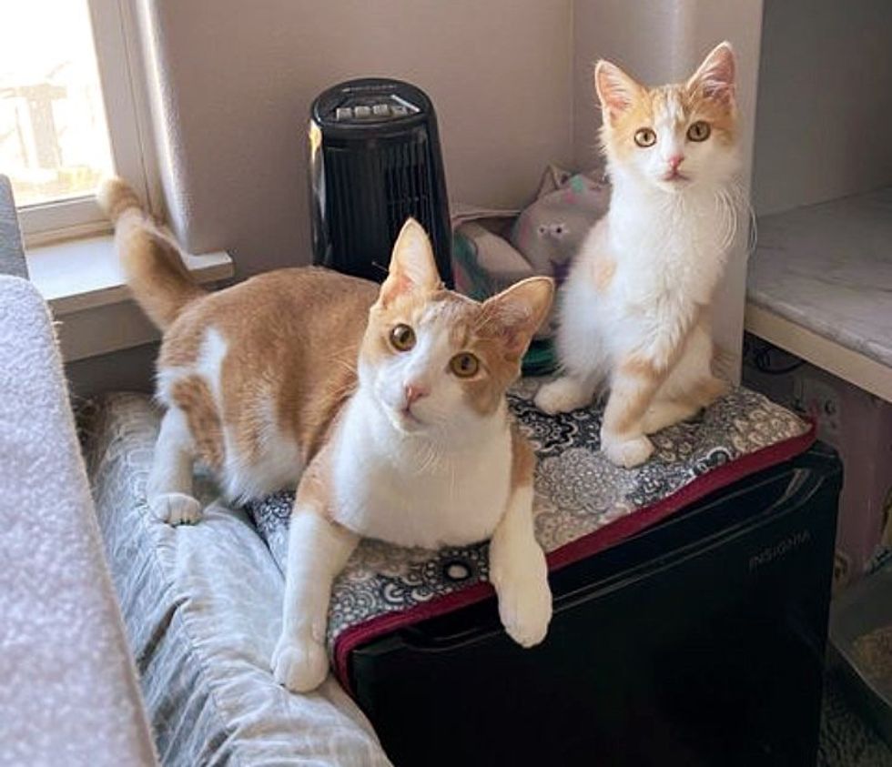 Kitten Was Outside House Seeking Help, Ended Up with a Cat Teaching Him ...