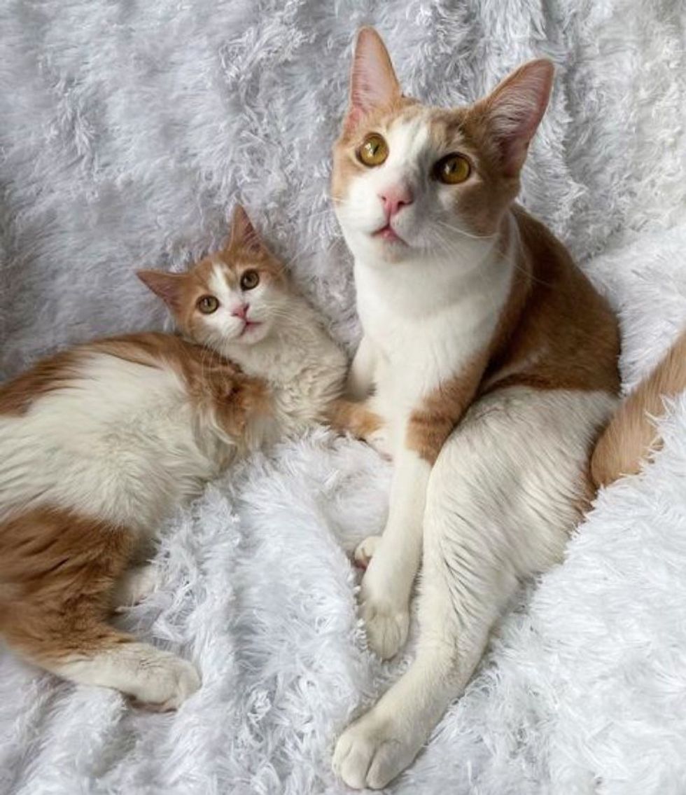 Kitten Was Outside House Seeking Help, Ended Up with a Cat Teaching Him ...