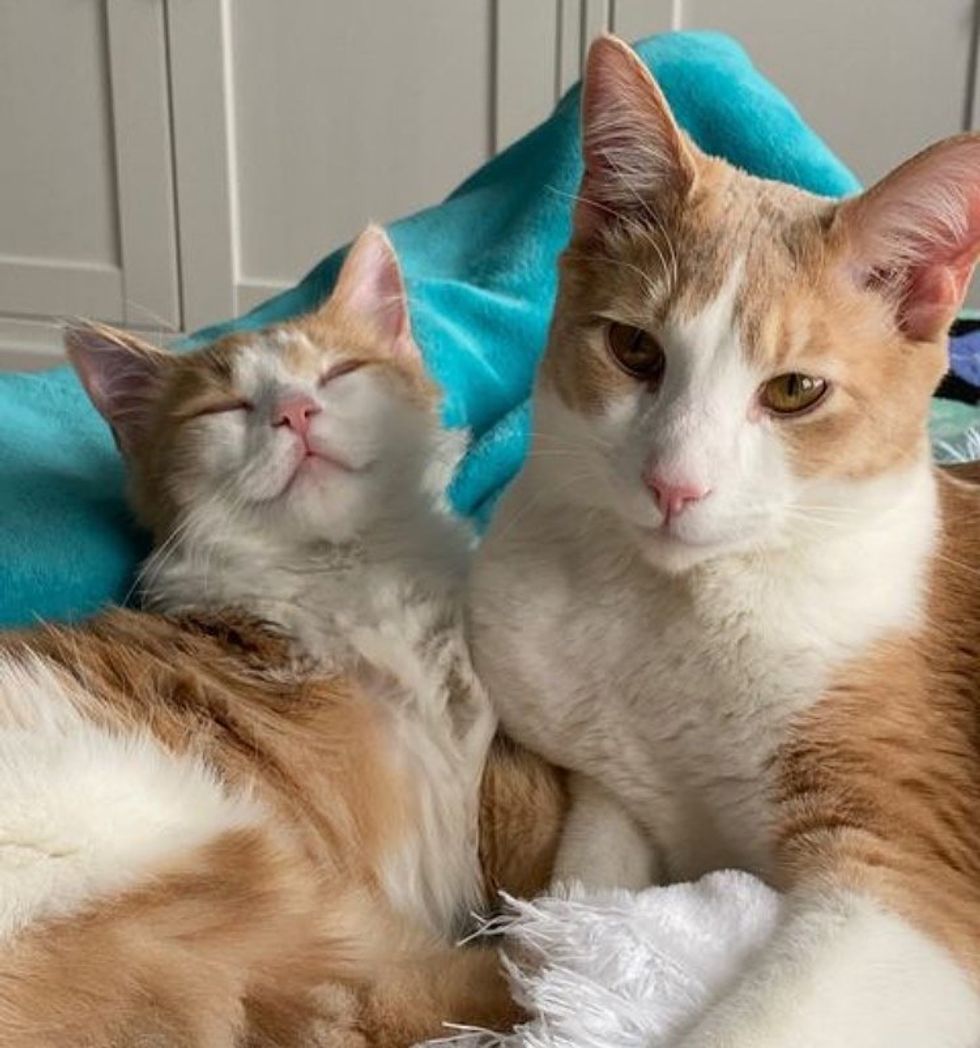 Kitten Was Outside House Seeking Help, Ended Up with a Cat Teaching Him ...