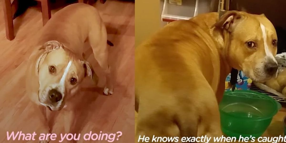 'Stealthy' dog gets around the house by tiptoeing everywhere - Upworthy