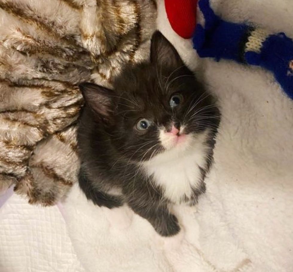 Kitten Starts Being Himself Again After Leaving Shelter, Now Has a Cat ...