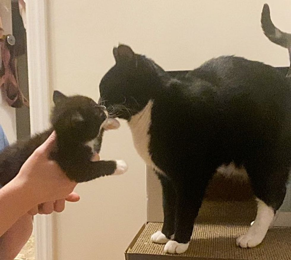 Kitten Starts Being Himself Again After Leaving Shelter, Now Has a Cat ...