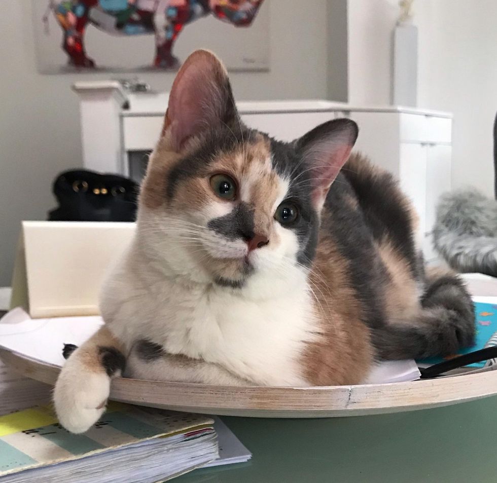 Deaf Kitten Who Has a Wobbly Walk, Goes Everywhere She Wants Like a ...