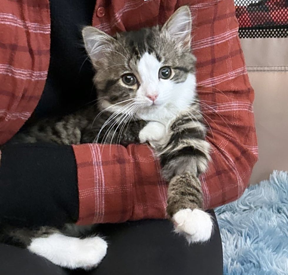 Milly the Kitten with Quirky Paw and Whole Lot of Energy Finds Kind ...