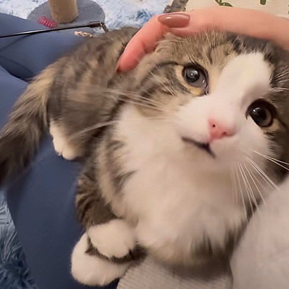 Milly the Kitten with Quirky Paw and Whole Lot of Energy Finds Kind ...