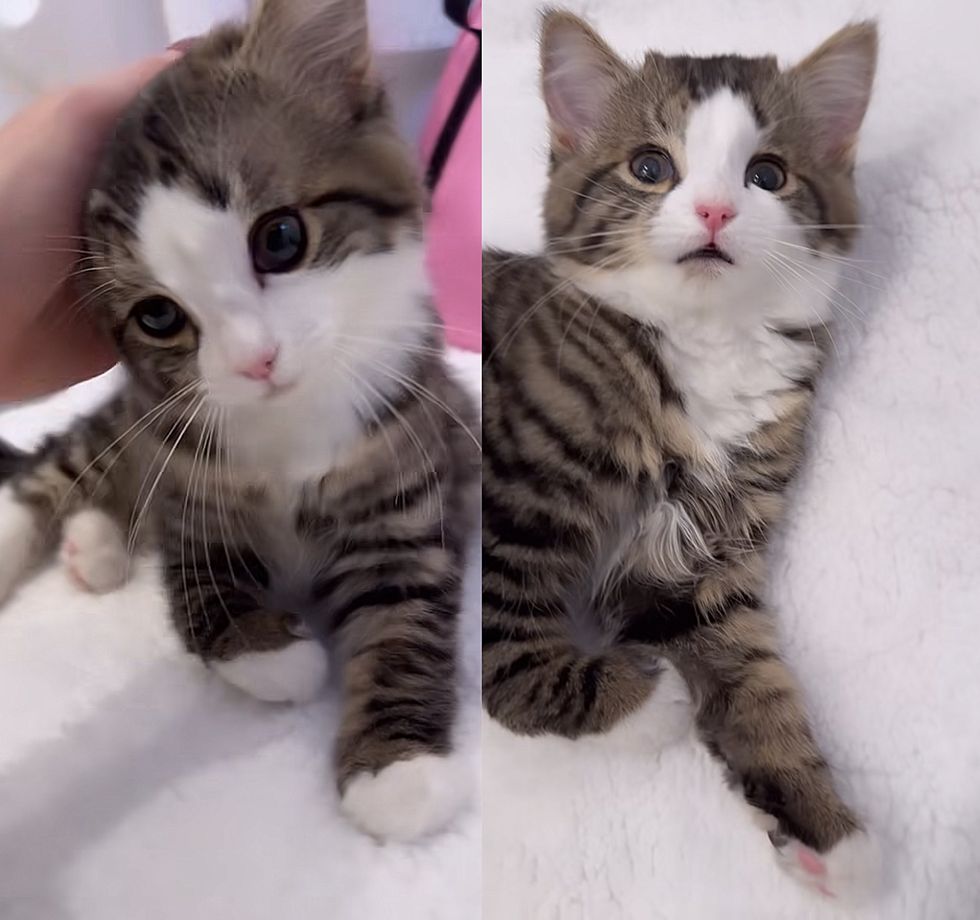 Milly the Kitten with Quirky Paw and Whole Lot of Energy Finds Kind ...