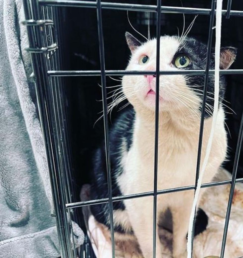 Cat Sitting in Front of a House Wanting to Get in Now Has People to ...