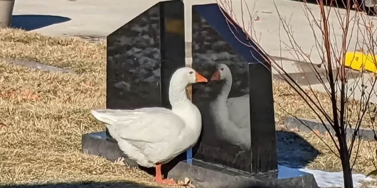 Geese find love after singles ad - Upworthy