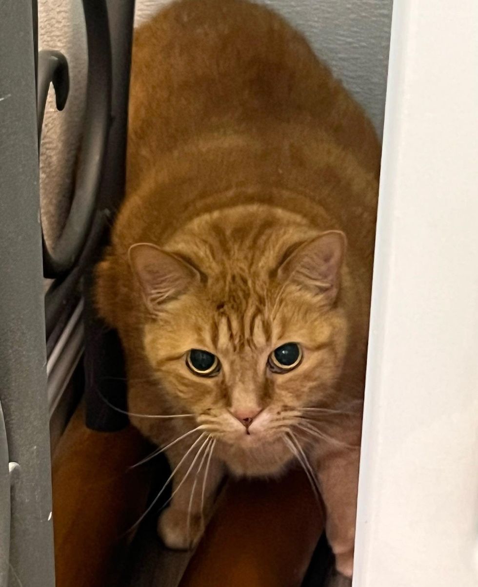 11 Year Old Cat Now Has a Place of Her Own After Nearly a Year Trying ...