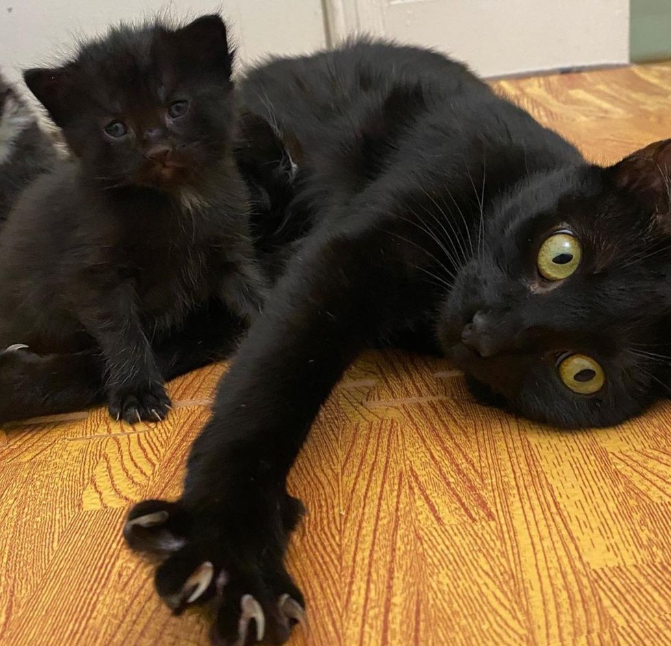 Cat is Grateful When Someone Steps in to Help Her, So Her 'Mini Panther' Kittens Can Live Better ...