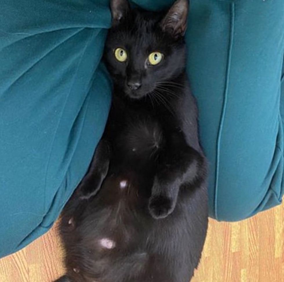 Cat is Grateful When Someone Steps in to Help Her, So Her 'Mini Panther' Kittens Can Live Better ...