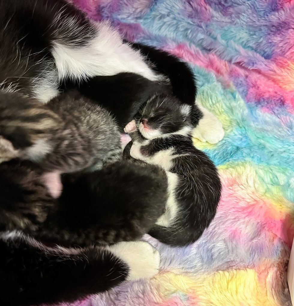 Cat Becomes Sweet Ray of Sunshine When Someone Opens Their Home, So Her ...