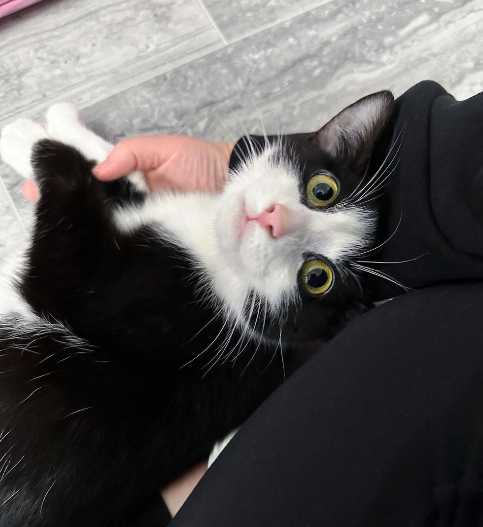 Cat Becomes Sweet Ray of Sunshine When Someone Opens Their Home, So Her ...