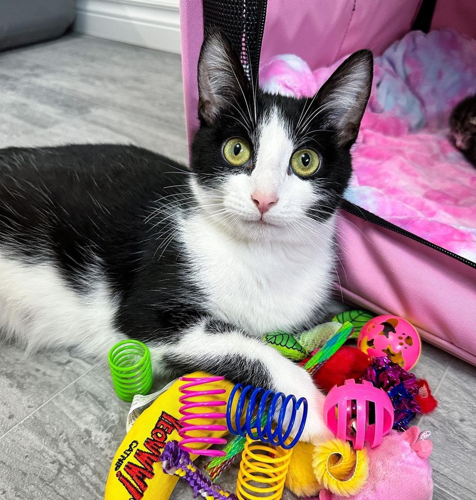 Cat Becomes Sweet Ray of Sunshine When Someone Opens Their Home, So Her ...