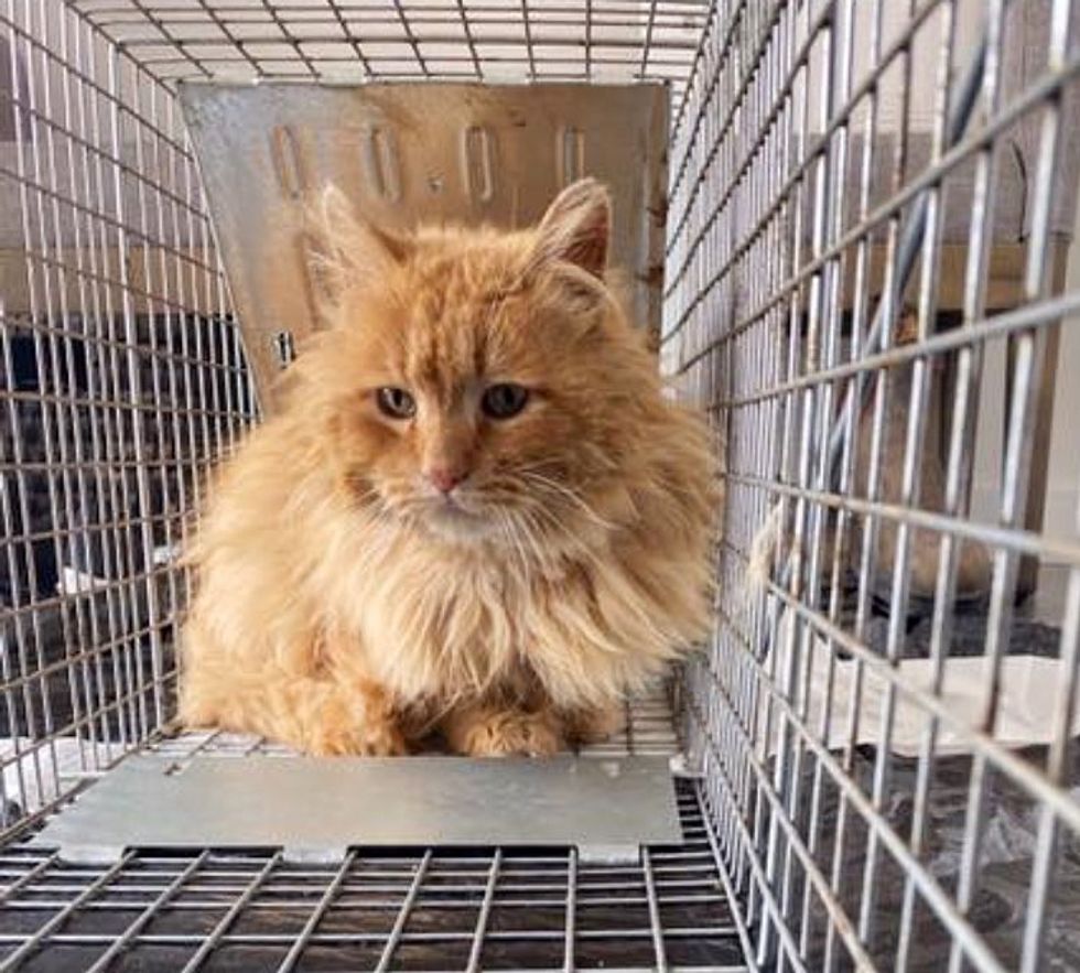 Cat Finds Someone to Help Him After Years on the Street, His Eyes Light ...