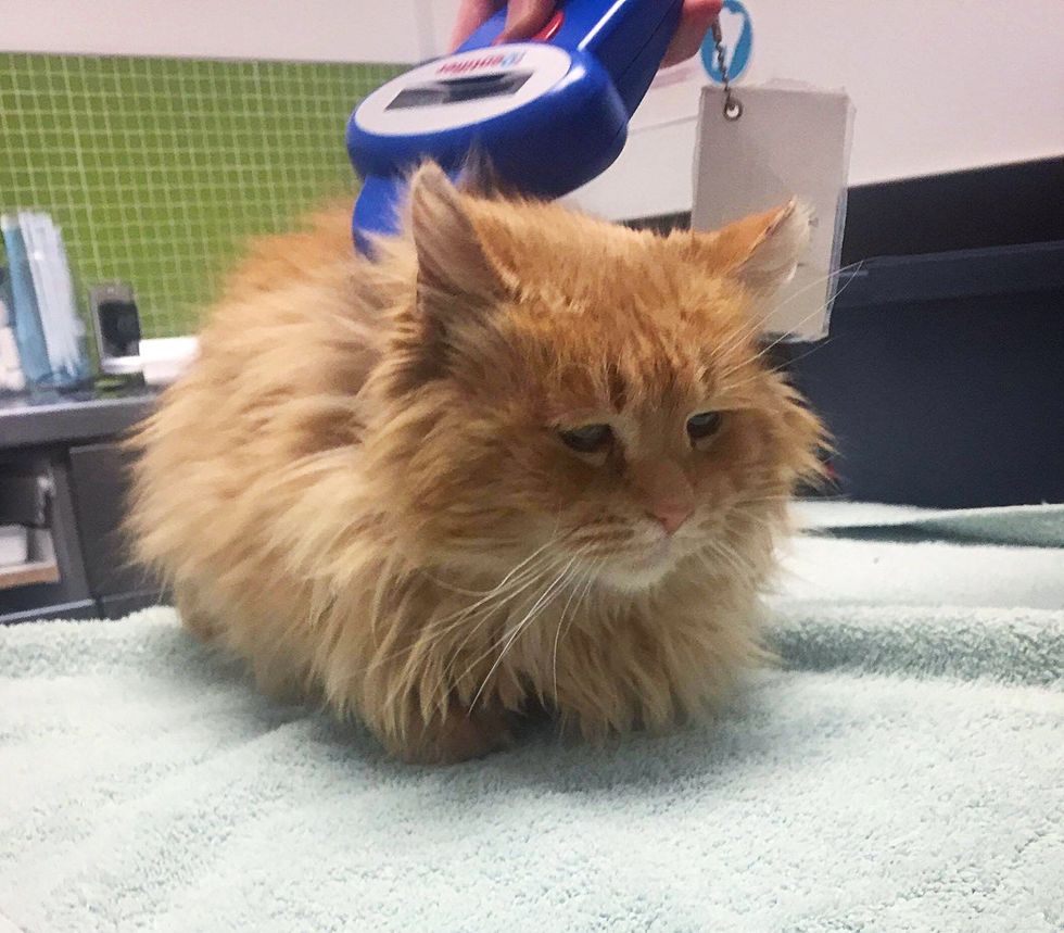 Cat Finds Someone to Help Him After Years on the Street, His Eyes Light ...