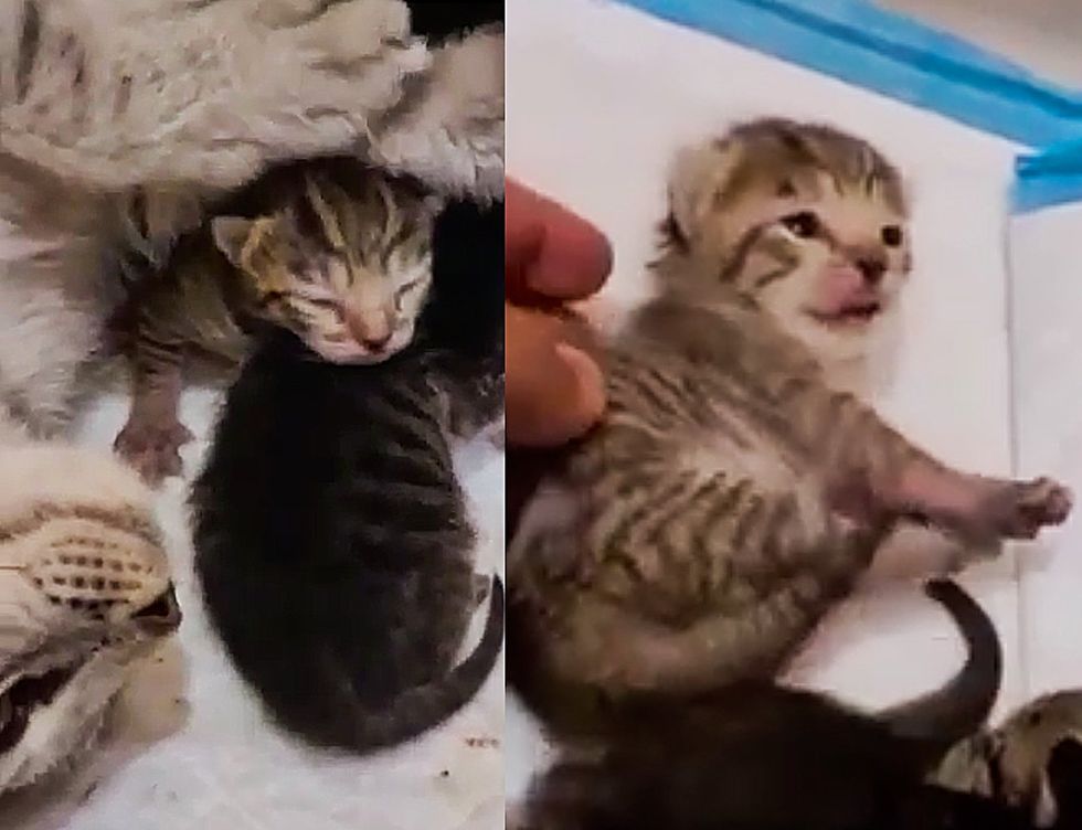 Cat Runs Up to Guy Trailing Him Home, Shortly After He Finds Tiny ...