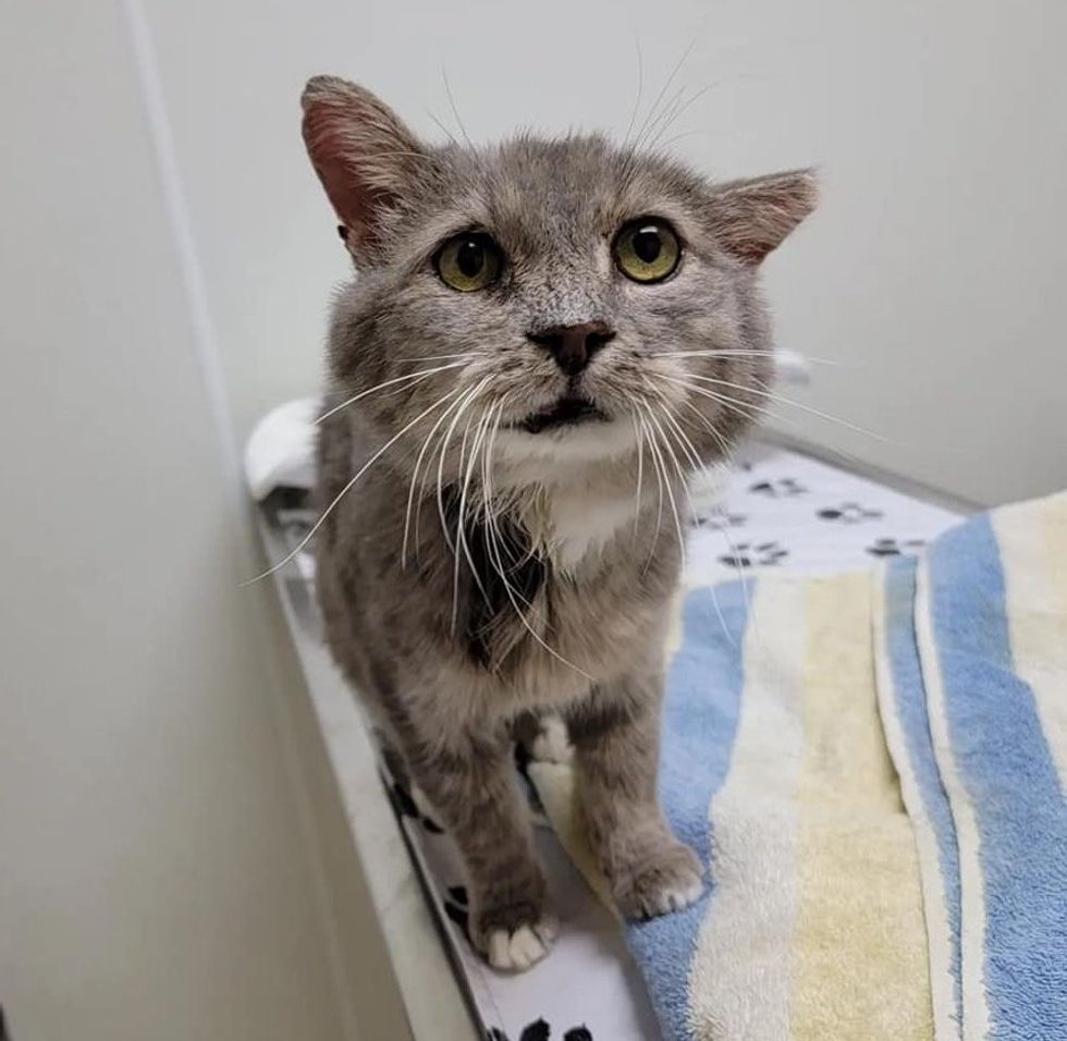 Cat Accepts Help and Decides to Trust One Day After a Lifetime on the ...