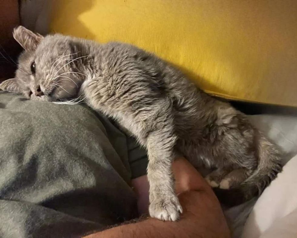 Cat Accepts Help and Decides to Trust One Day After a Lifetime on the ...