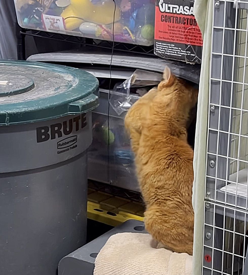 Cat Can Sleep Soundly in Soft Bed and Play Like a Kitten Again After 10 ...