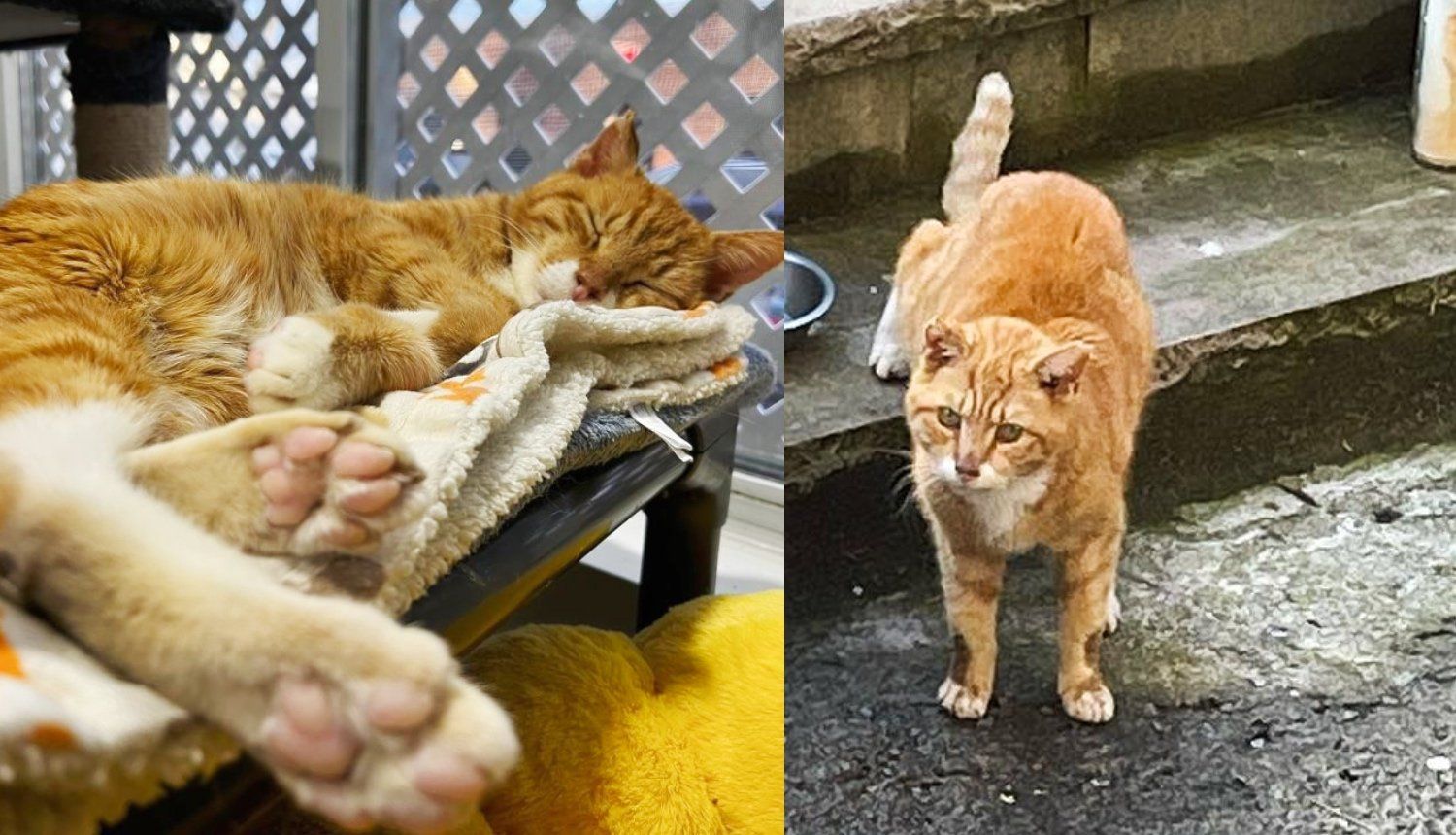 Cat Can Sleep Soundly in Soft Bed and Play Like a Kitten Again After 10 ...