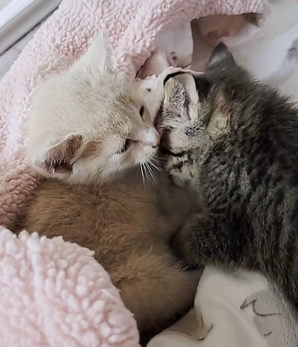 Kitten Keeps Sniffing and Snuggling New Kitty Who was Found Alone ...