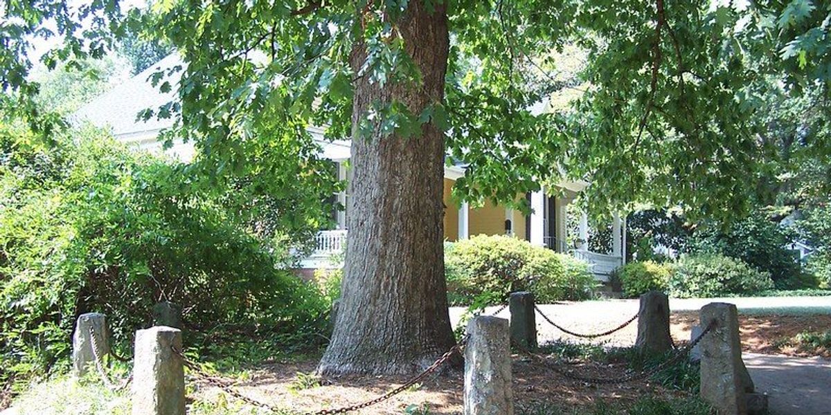 Athens, Georgia, has a tree that owns itself - Upworthy