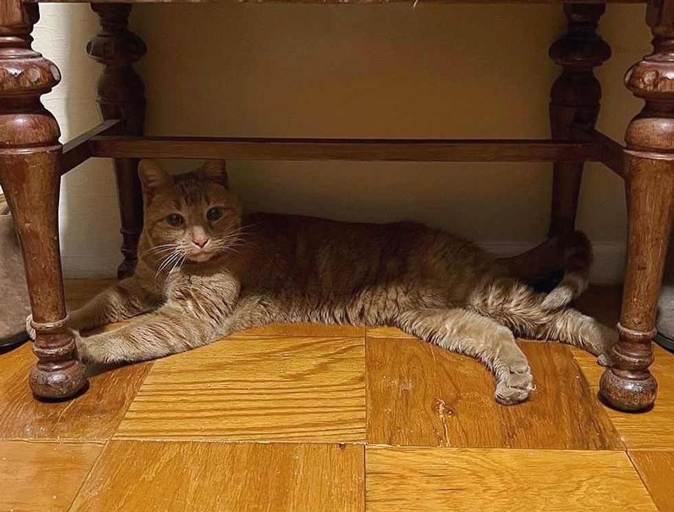 Orange Cat with Extra Toes Wanders onto Porch, Keeps Hanging Around ...