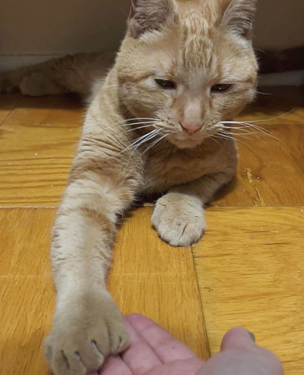 Orange Cat with Extra Toes Wanders onto Porch, Keeps Hanging Around ...