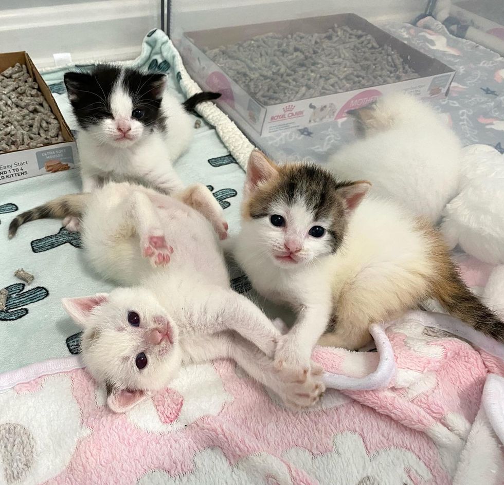 Six Kittens Get Chance at a Better Life Together, the Love They Have ...