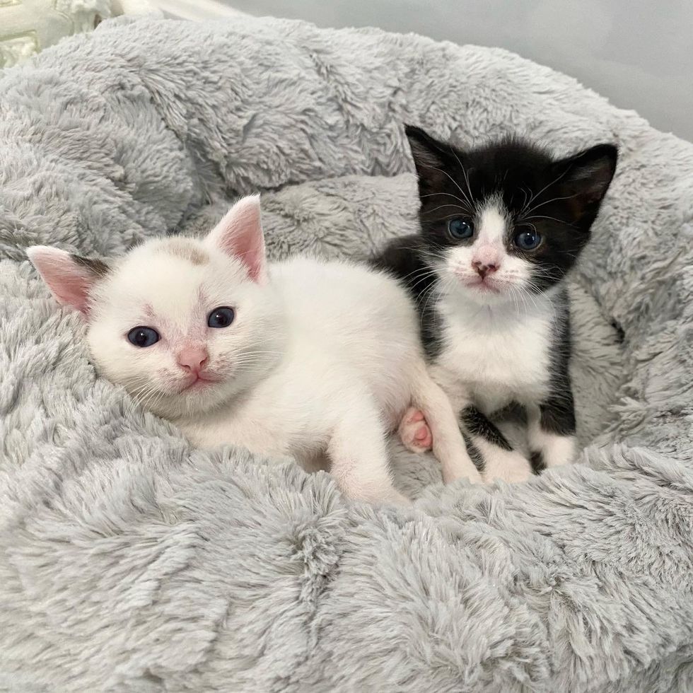 Six Kittens Get Chance at a Better Life Together, the Love They Have ...