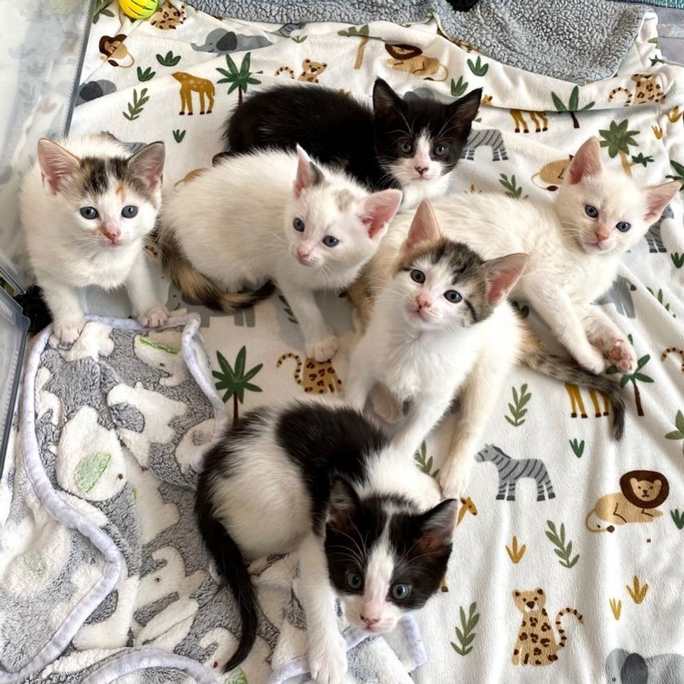 Six Kittens Get Chance at a Better Life Together, the Love They Have ...