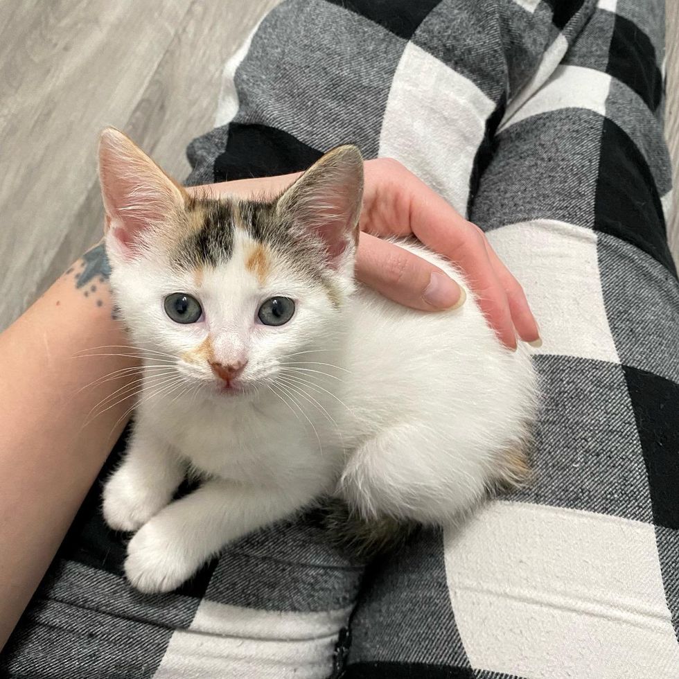 Six Kittens Get Chance at a Better Life Together, the Love They Have ...