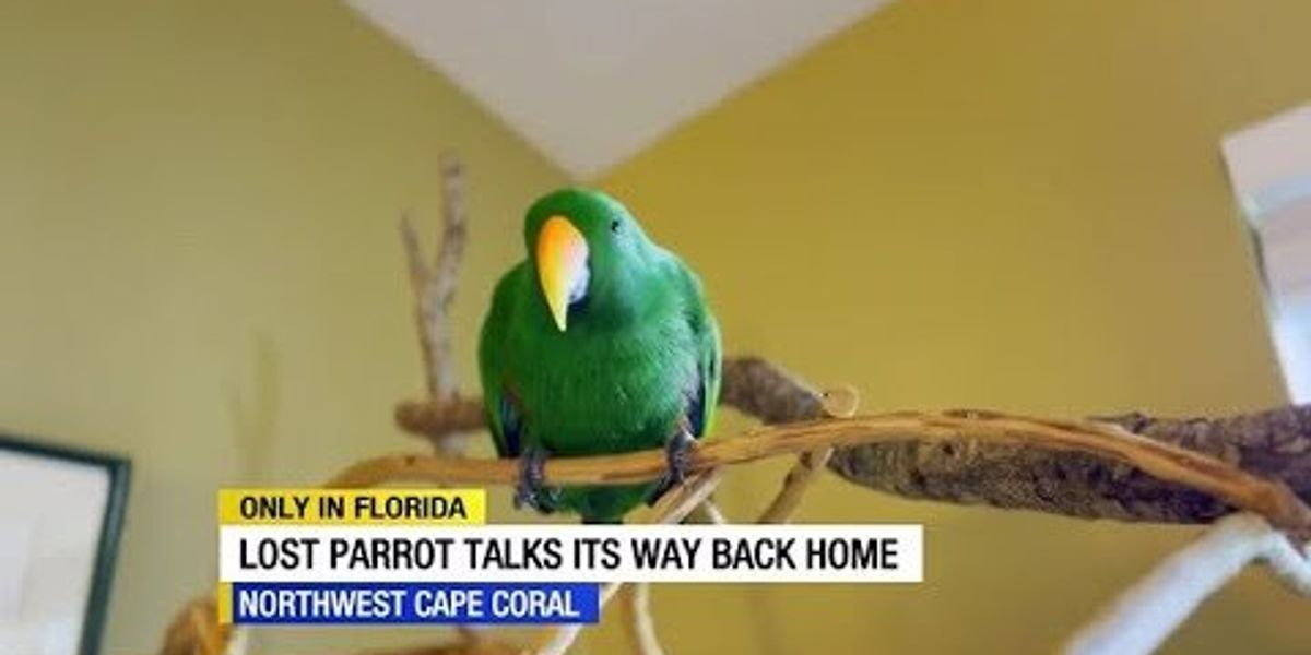 Lost parrot makes his way home by playing 'peek-a-boo' - Upworthy