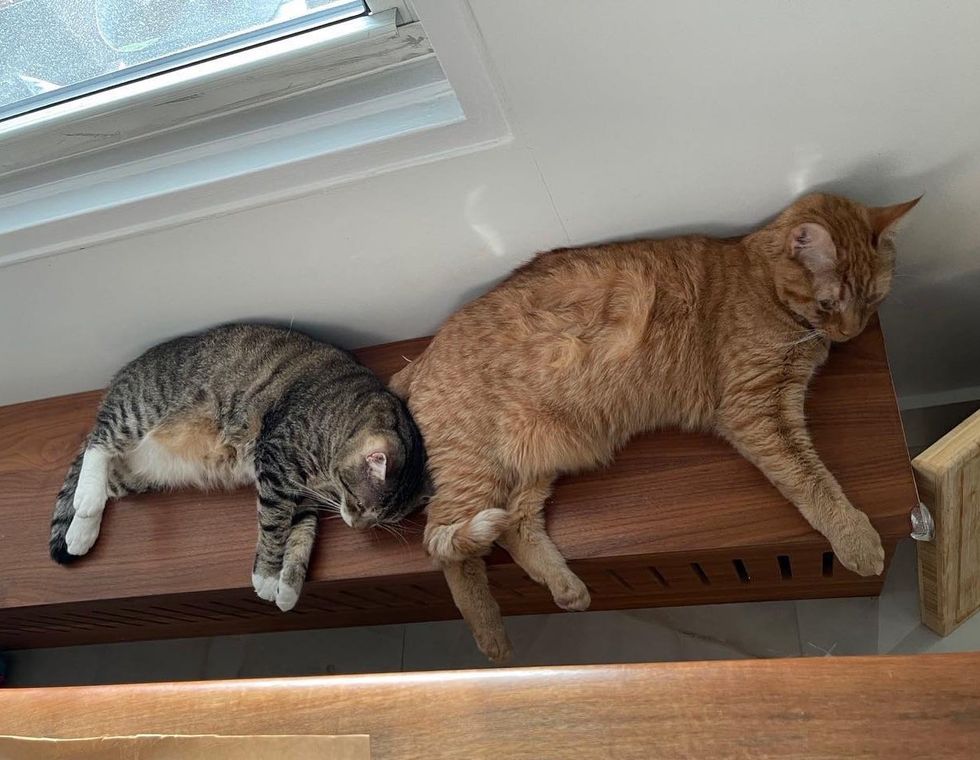 Cat Who Acted Feral for Most of His Life, Changes Completely One Day ...