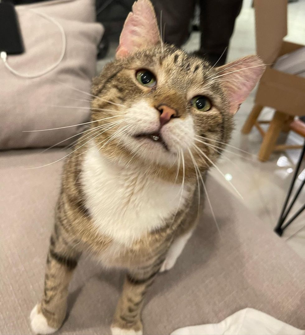 Cat Who Acted Feral for Most of His Life, Changes Completely One Day ...